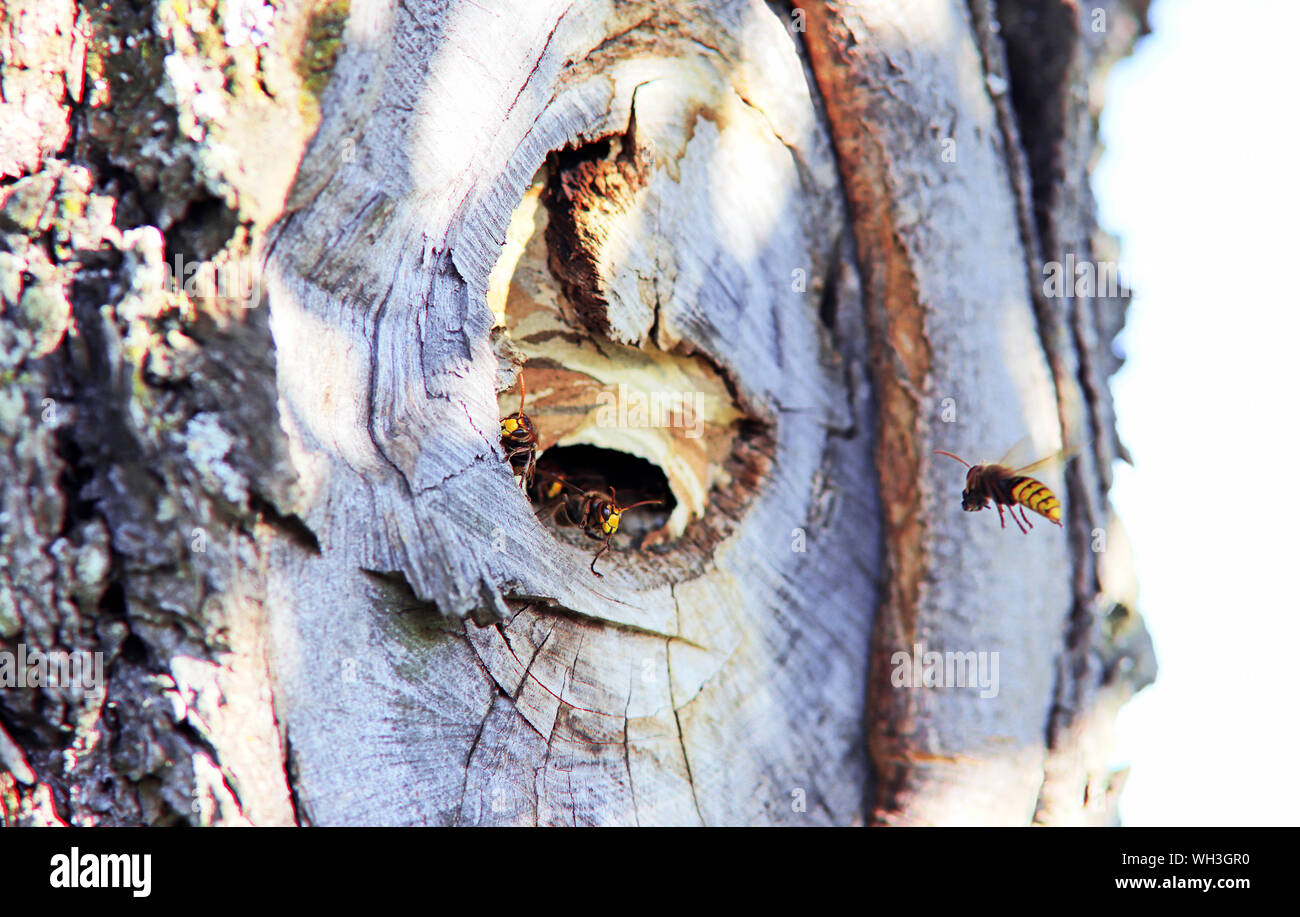 hornet bringing food to its nest in a hollow trunk, two other hornets ...