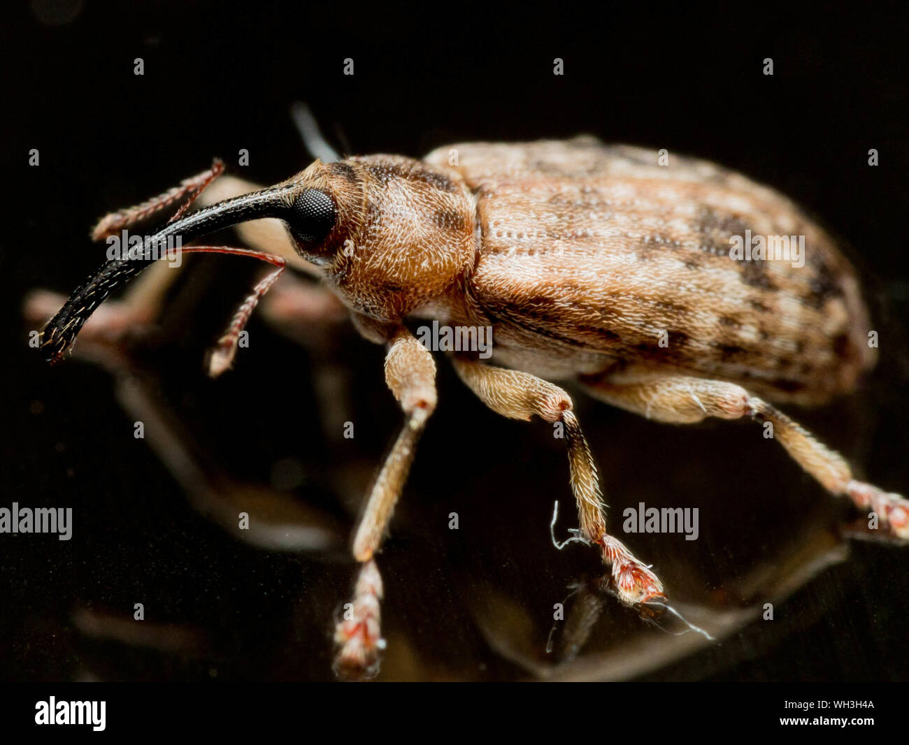 Insect black background hi-res stock photography and images - Alamy