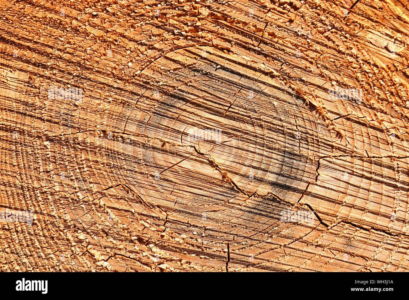 Detailed close up texture of stacked firewood with annual rings in high ...