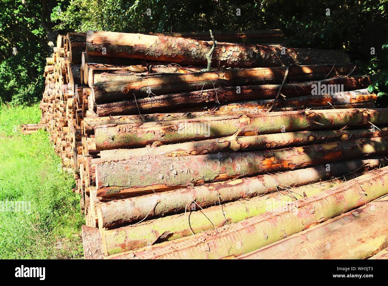 Detailed close up texture of stacked firewood with annual rings in high ...
