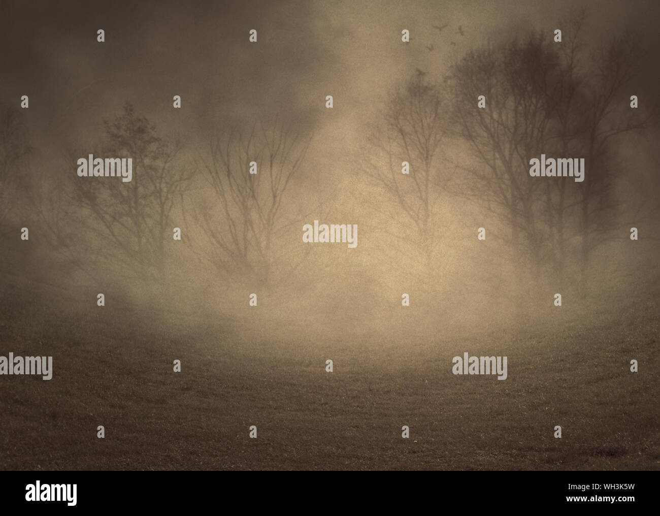 Dark misty landscape with spooky leafless trees, photomanipulation ...