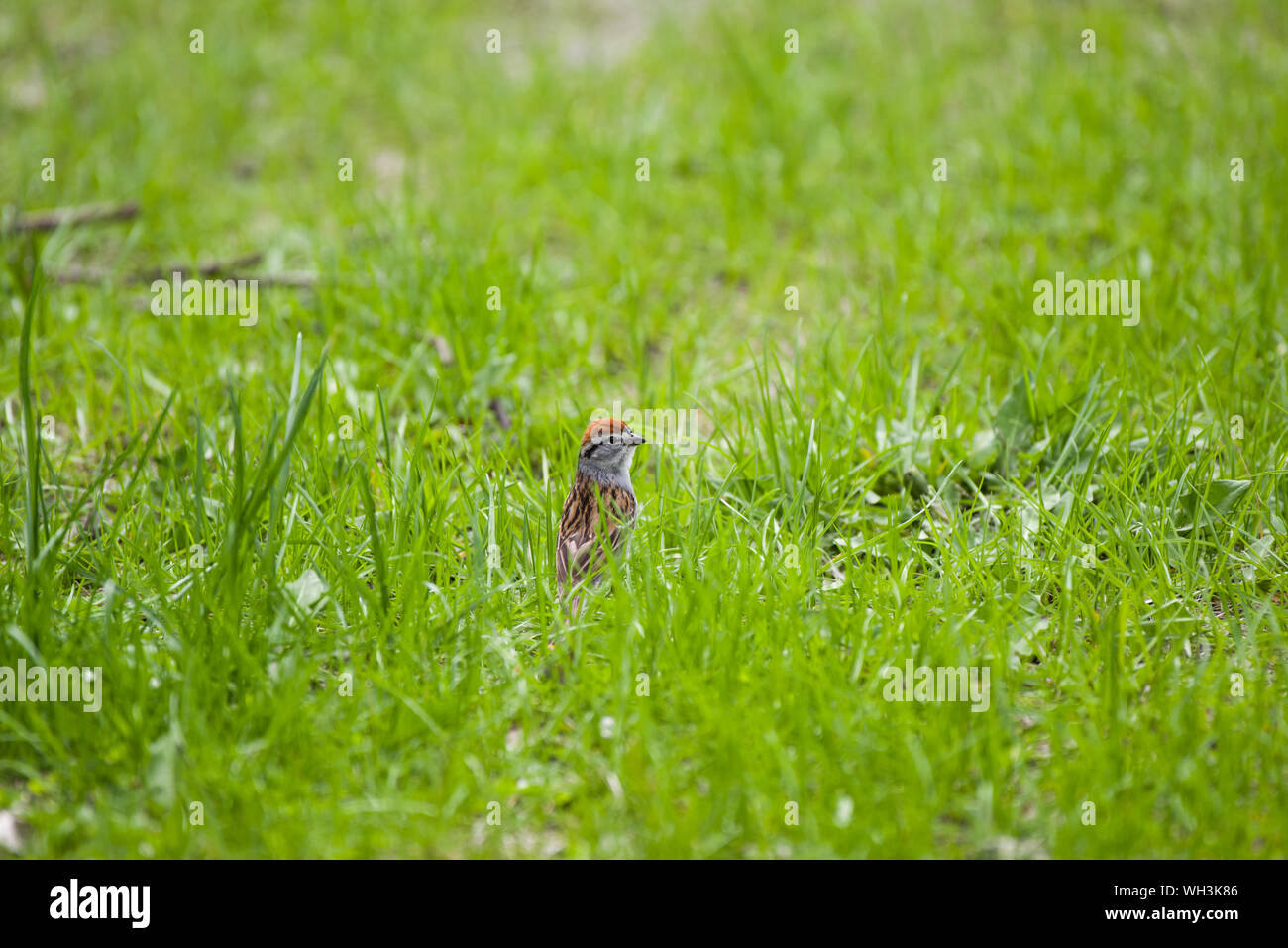 Chipping Sparrow (Spizella Passerina), in the grass Stock Photo - Alamy