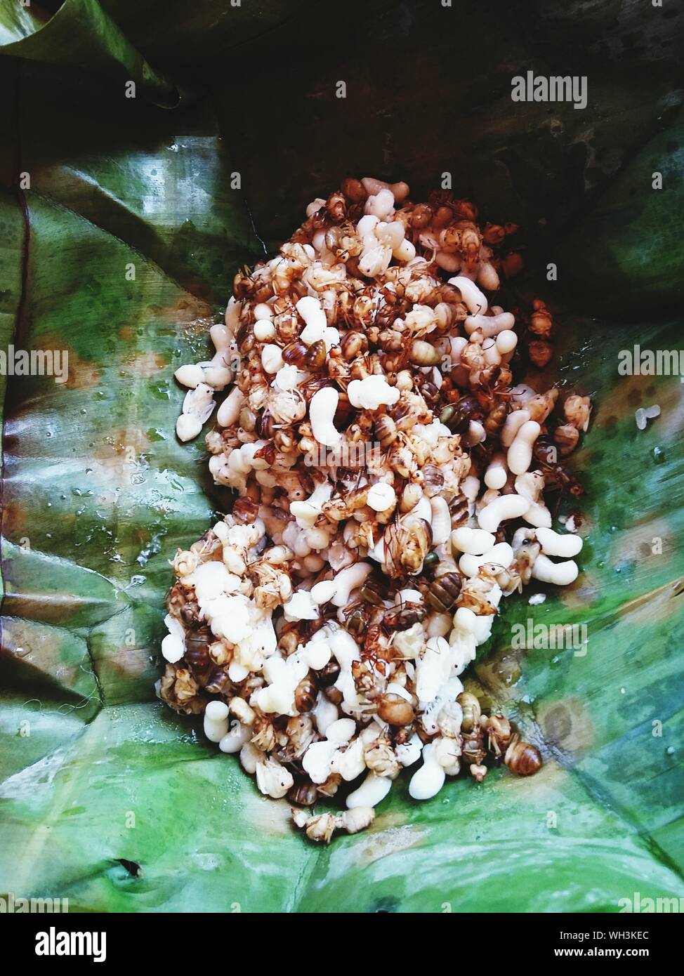 Ant eggs thailand hi-res stock photography and images - Alamy