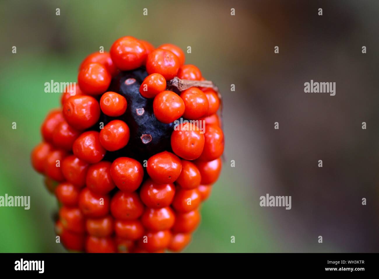 Red shiny fruits hi-res stock photography and images - Alamy