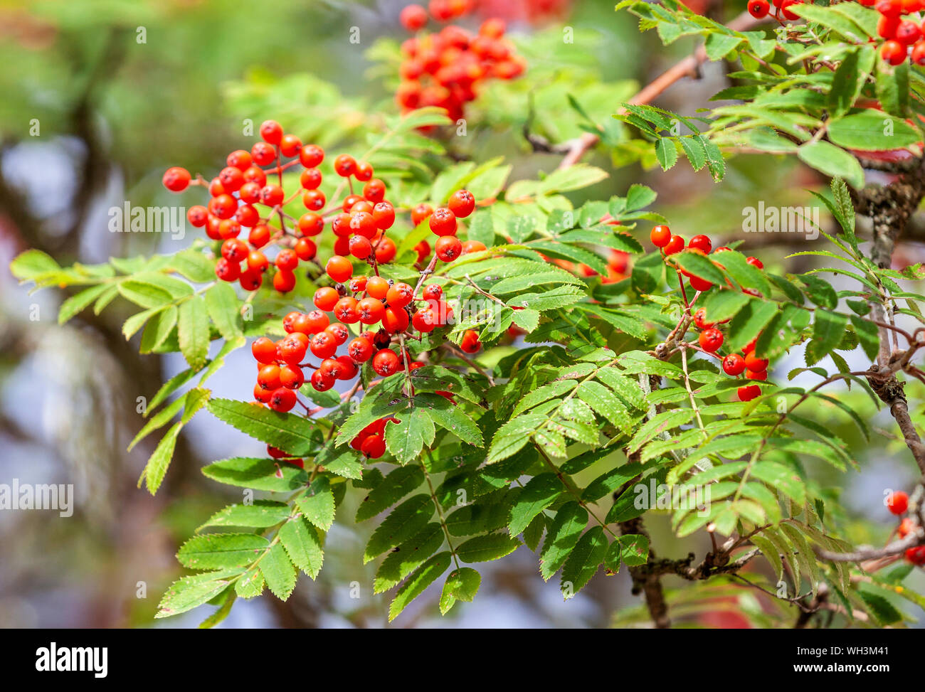 Branch of rowan tree with red berries on bright day in autumn Stock ...