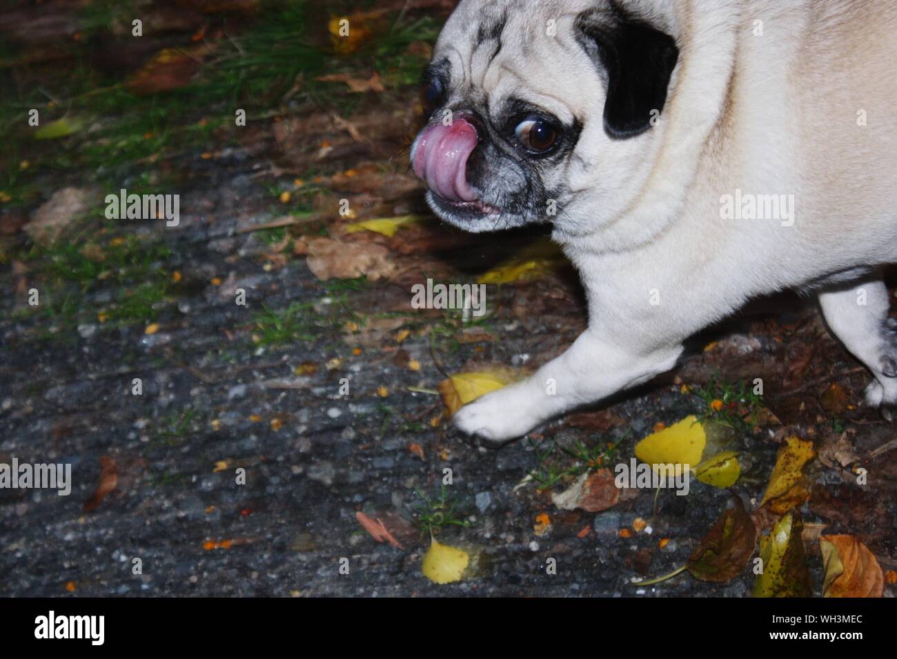 Side view of pug hi-res stock photography and images - Alamy