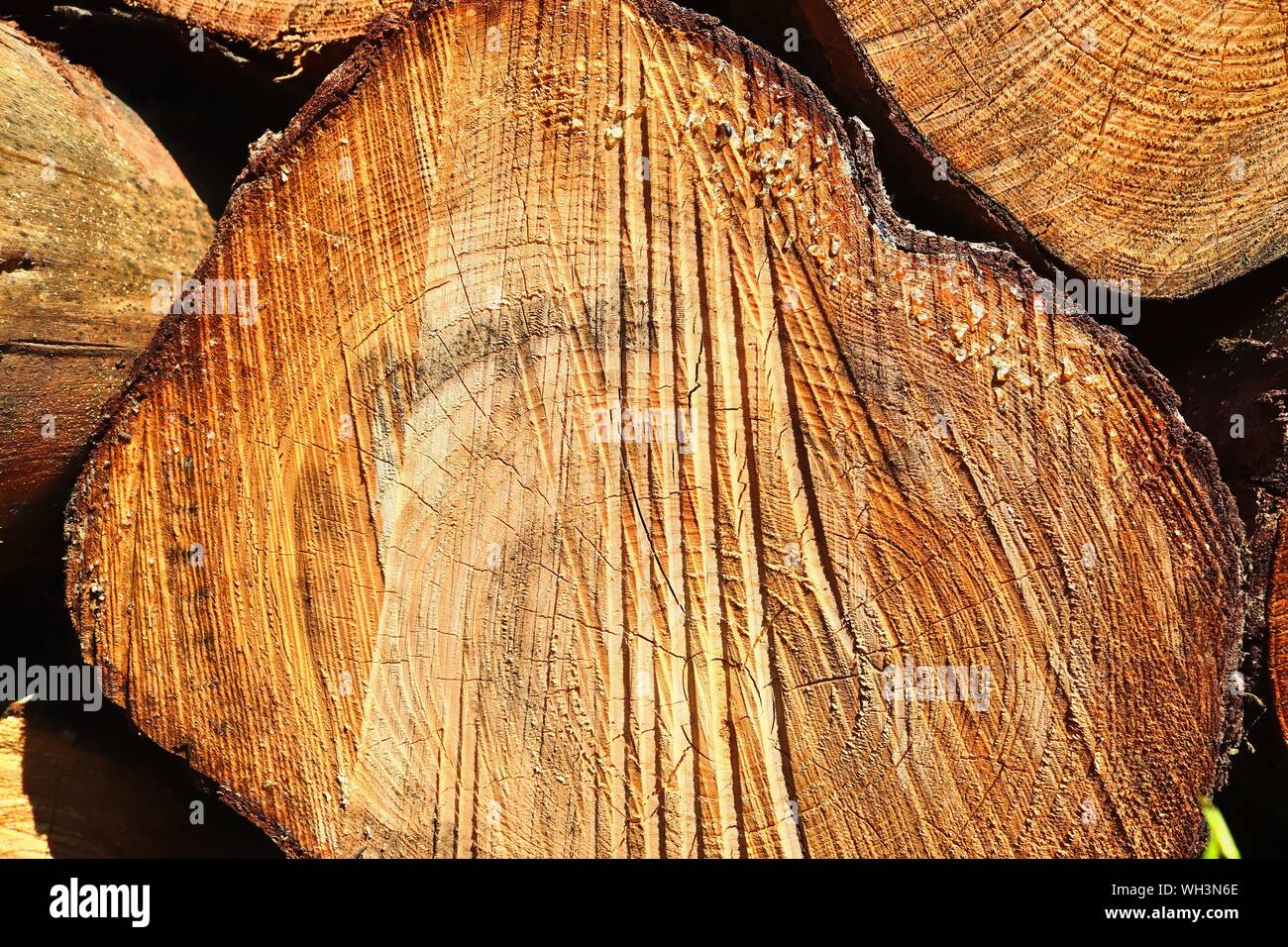 Detailed close up texture of stacked firewood with annual rings in high ...