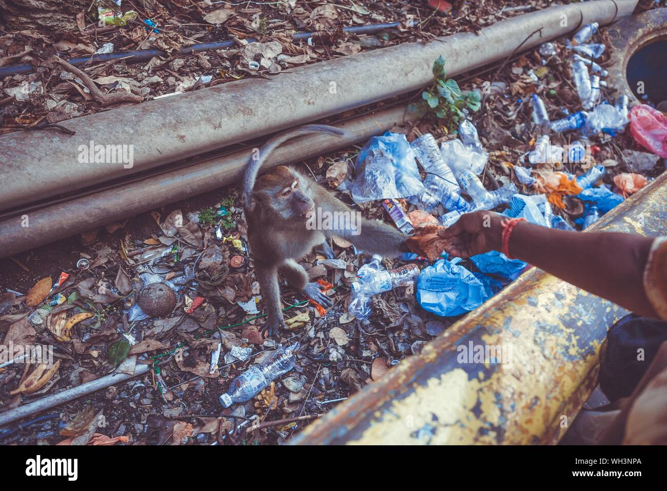 Monkey garbage hi-res stock photography and images - Alamy