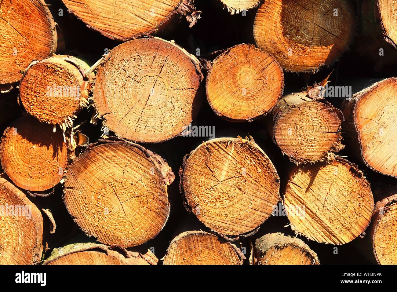 Detailed close up texture of stacked firewood with annual rings in high ...