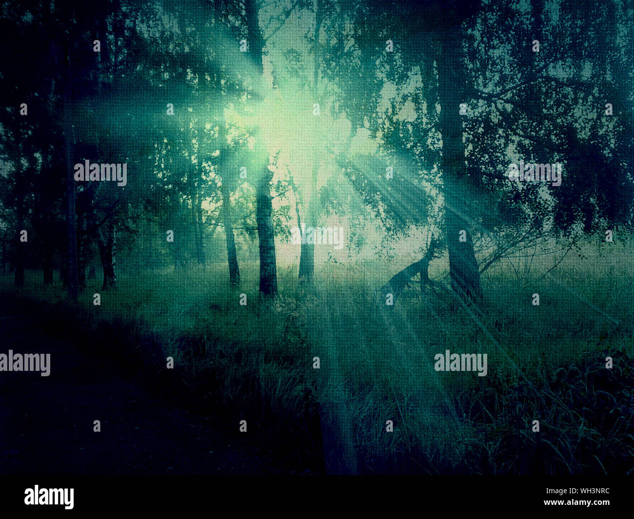 Abstract grunge image of dark forest background Stock Photo - Alamy
