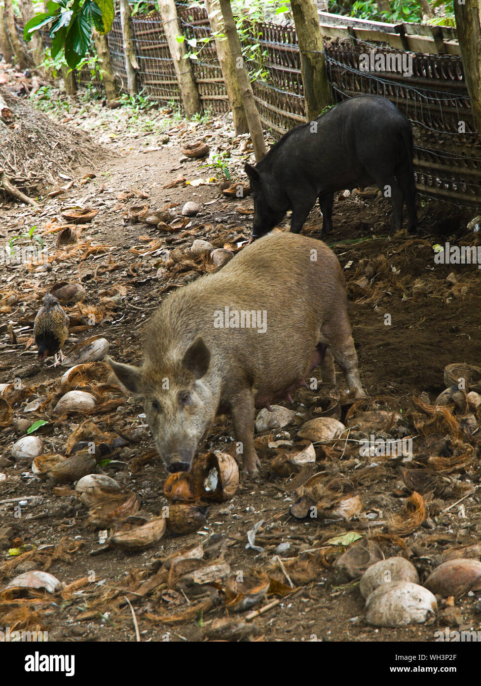 Feral Pig Eating Coconuts On Field Stock Photo - Alamy