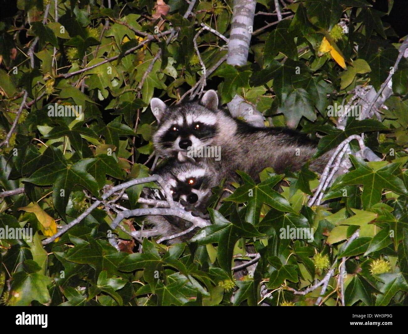 Raccoons in tree hi-res stock photography and images - Alamy