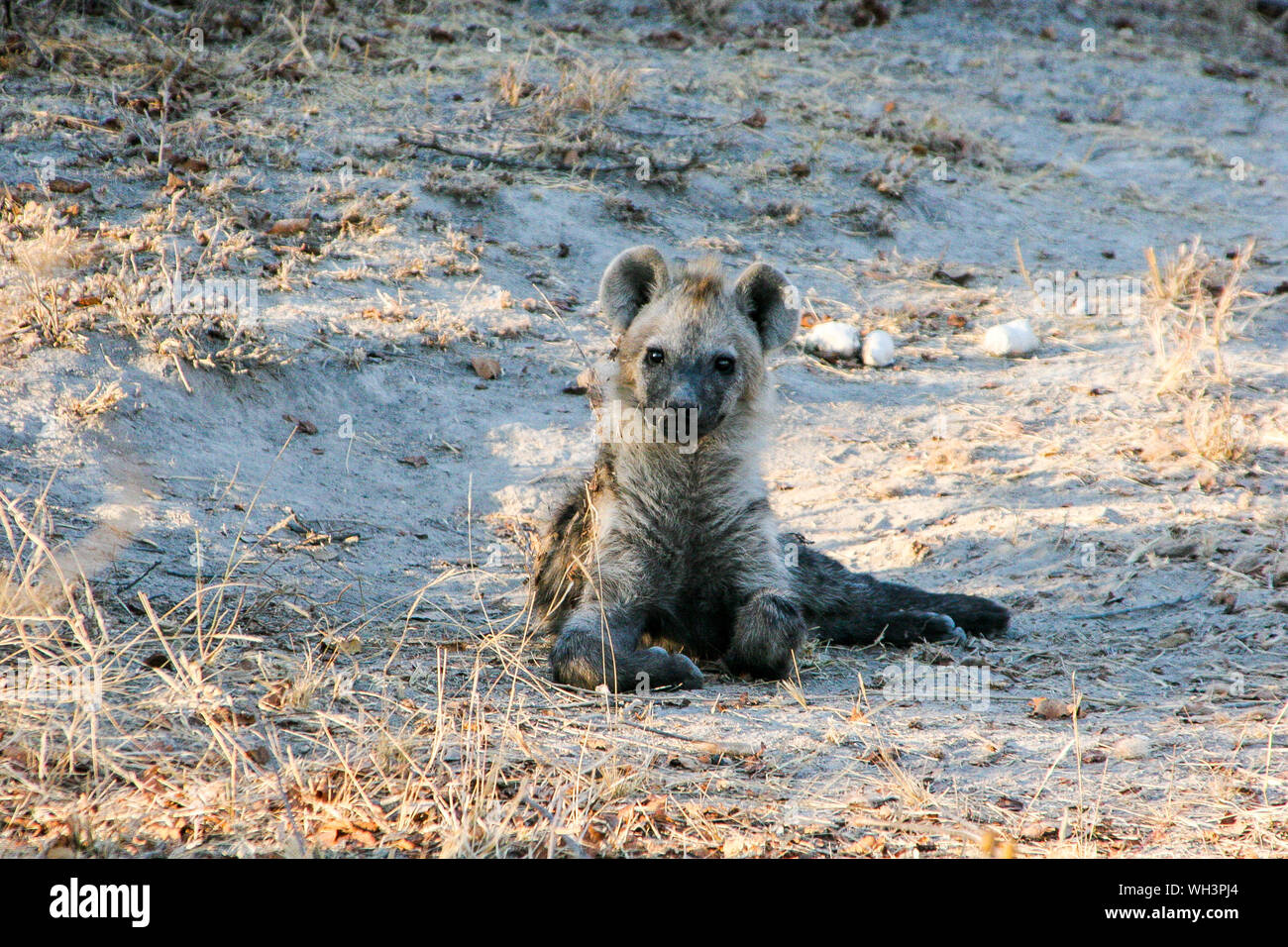 Hyena sitting hi-res stock photography and images - Alamy