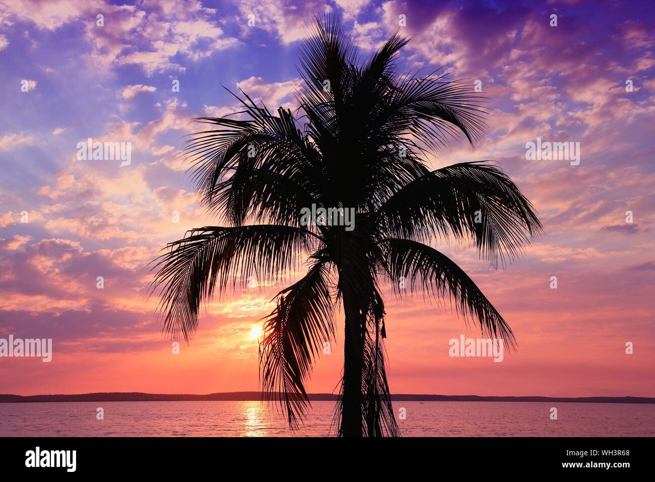 Sunset landscape in Cuba - coconut palm tree in Cienfuegos Stock Photo ...