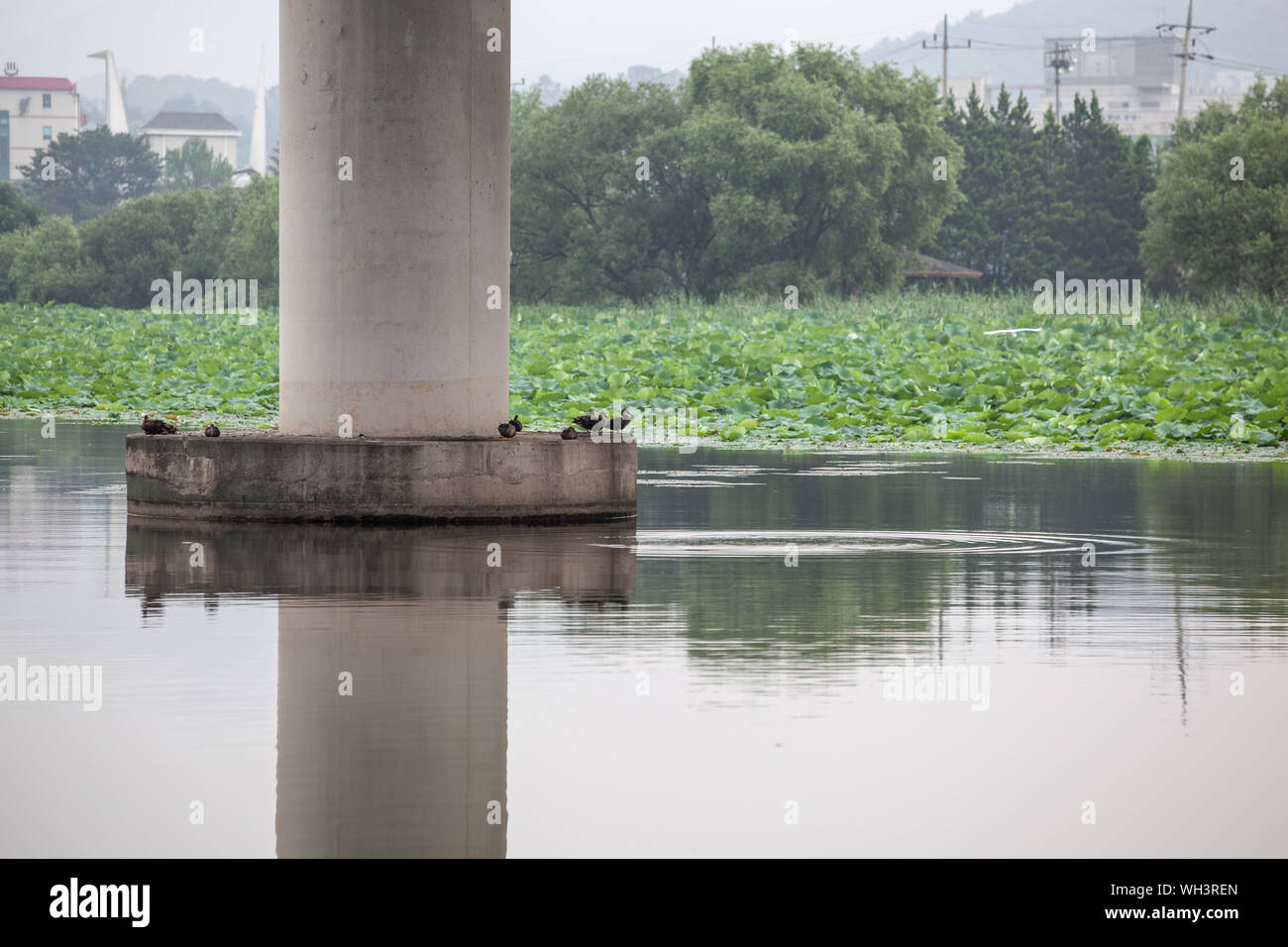 Column of birds hi-res stock photography and images - Alamy