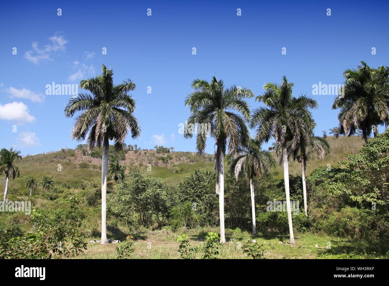 Cuba natural landscape - royal palm grove. Jungle and palm trees Stock ...