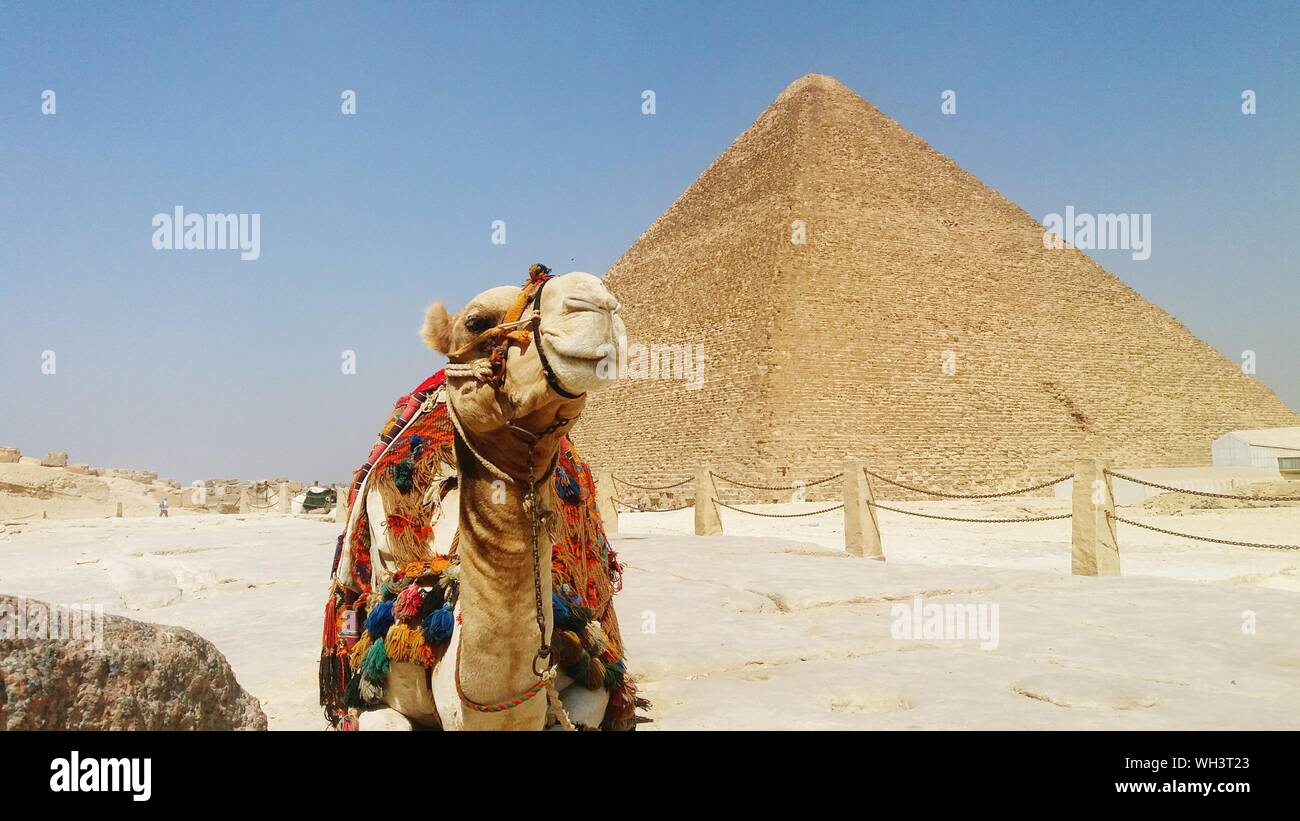 Camel desert sky pyramid hi-res stock photography and images - Alamy