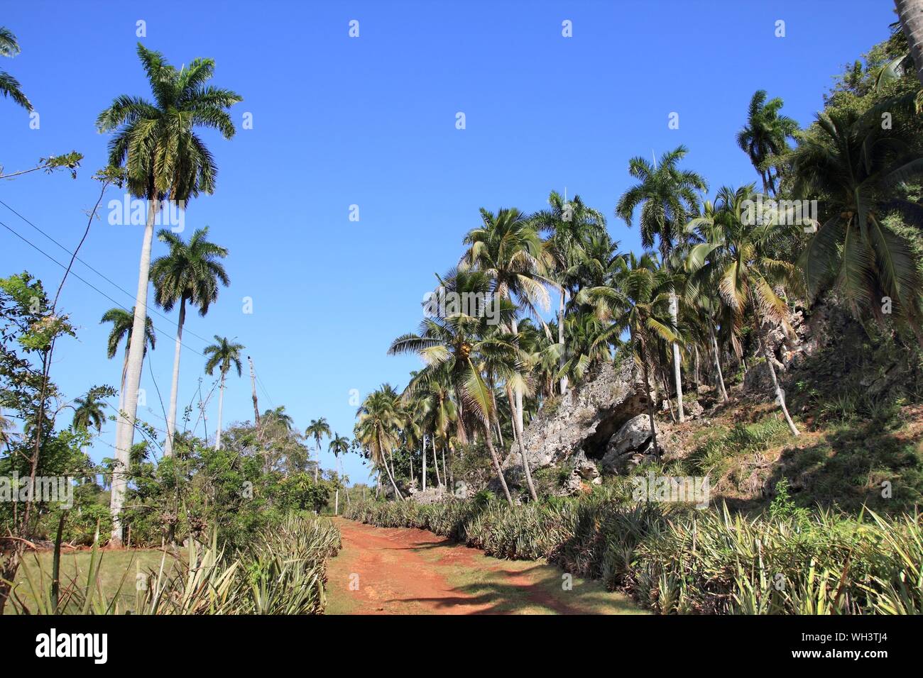Cuban nature hi-res stock photography and images - Alamy