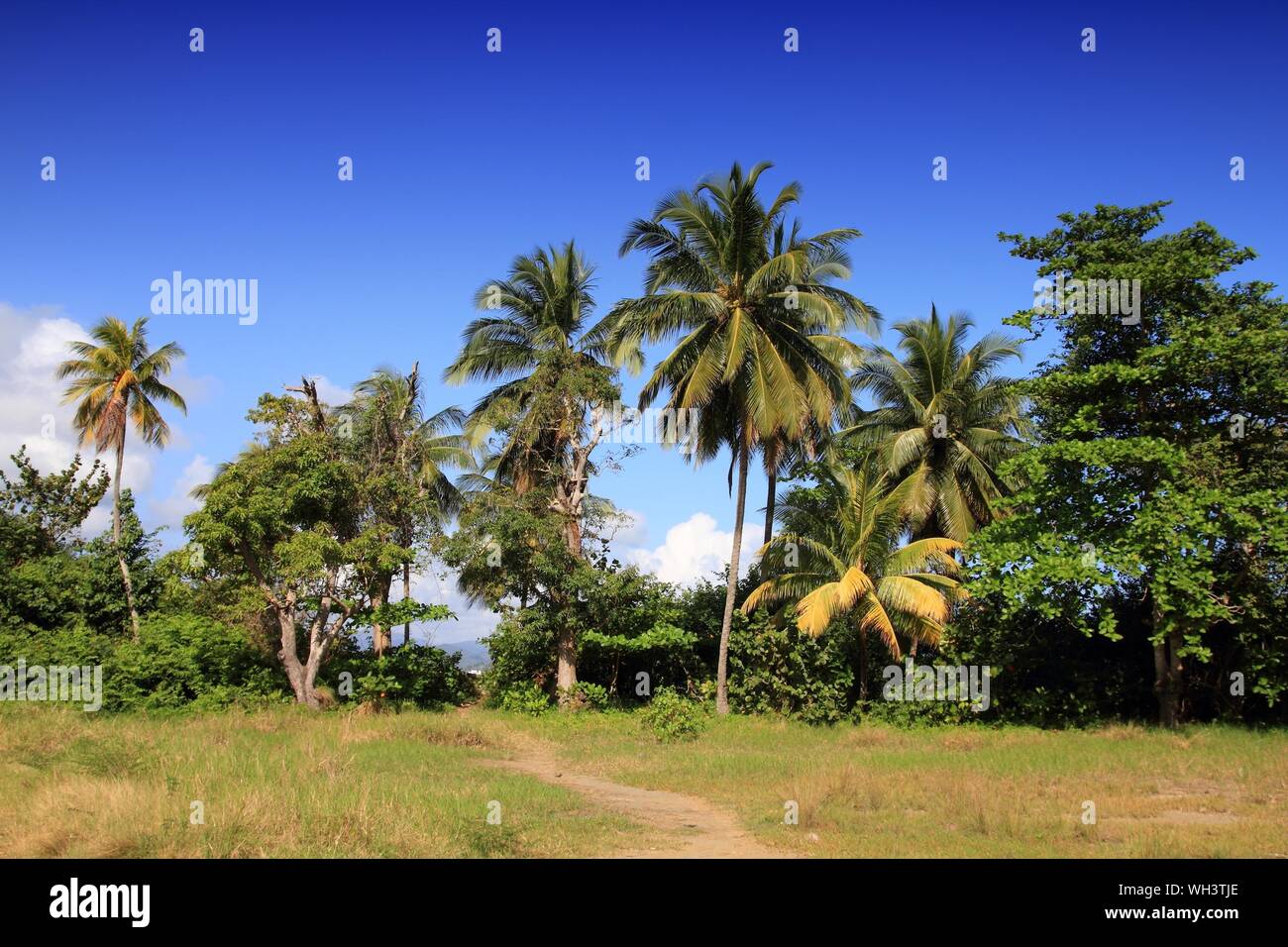 Baracoa, Cuba - coconut palm trees. Cuban nature Stock Photo - Alamy
