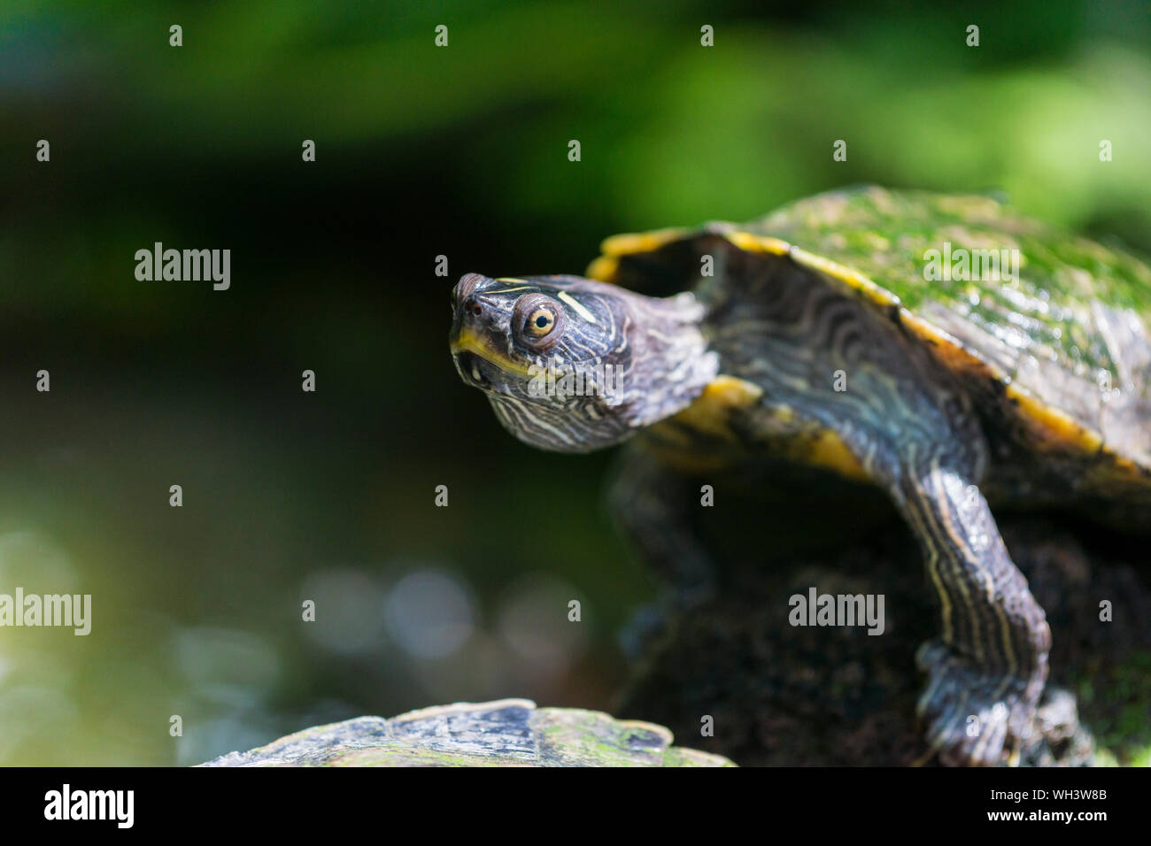 Slider turtle hi-res stock photography and images - Alamy