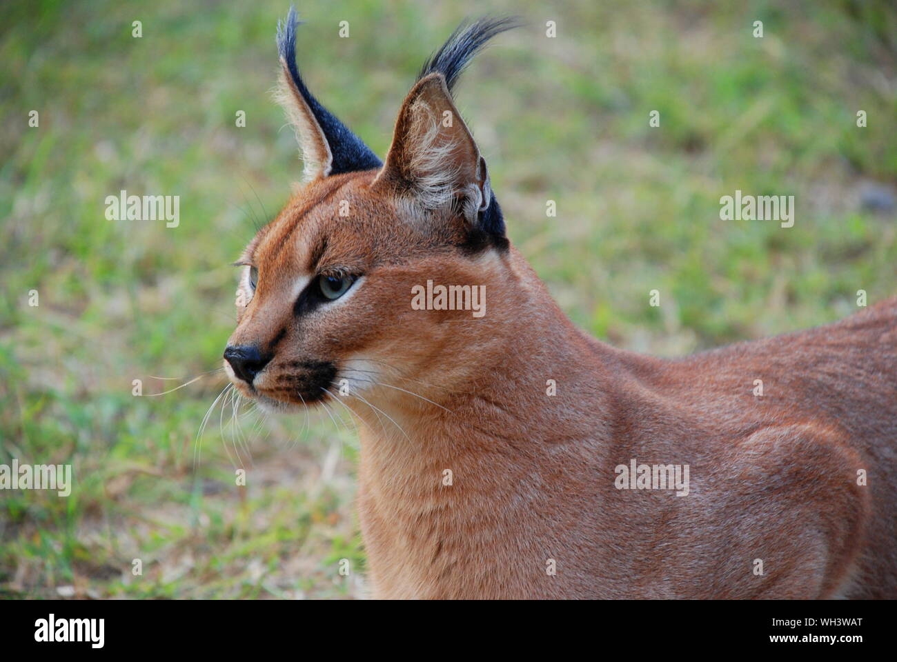 Caracal looking hi-res stock photography and images - Alamy