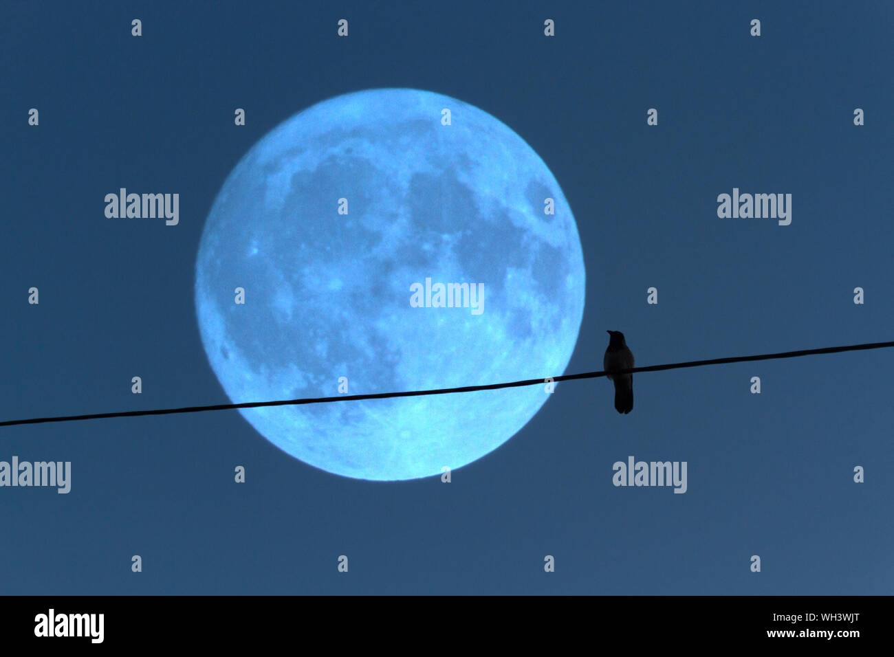 Raven in full moon hi-res stock photography and images - Alamy