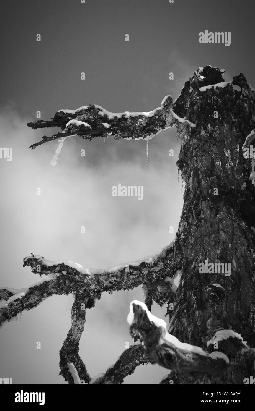 Dead winter tree hi-res stock photography and images - Alamy