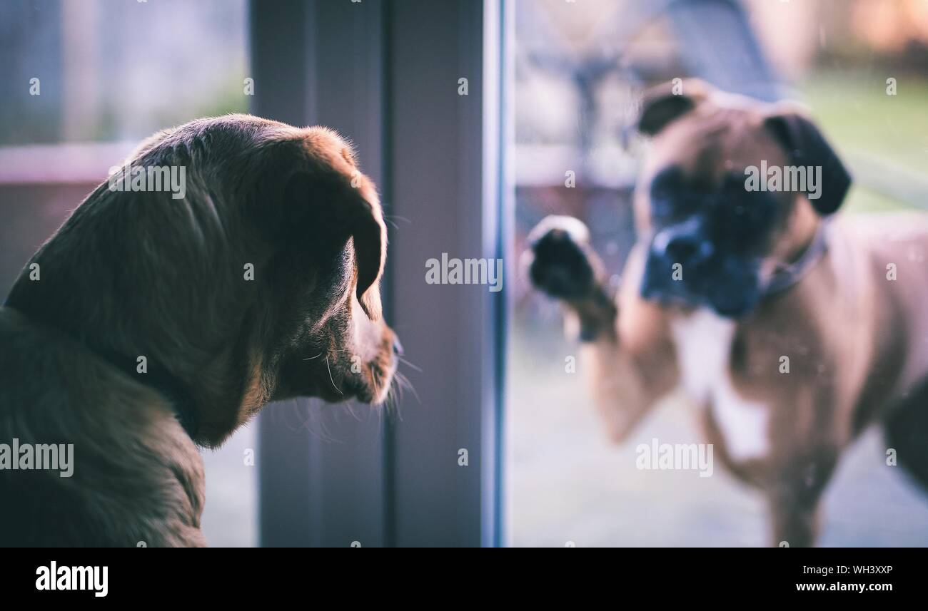 Two Dogs Face To Face High Resolution Stock Photography and Images - Alamy