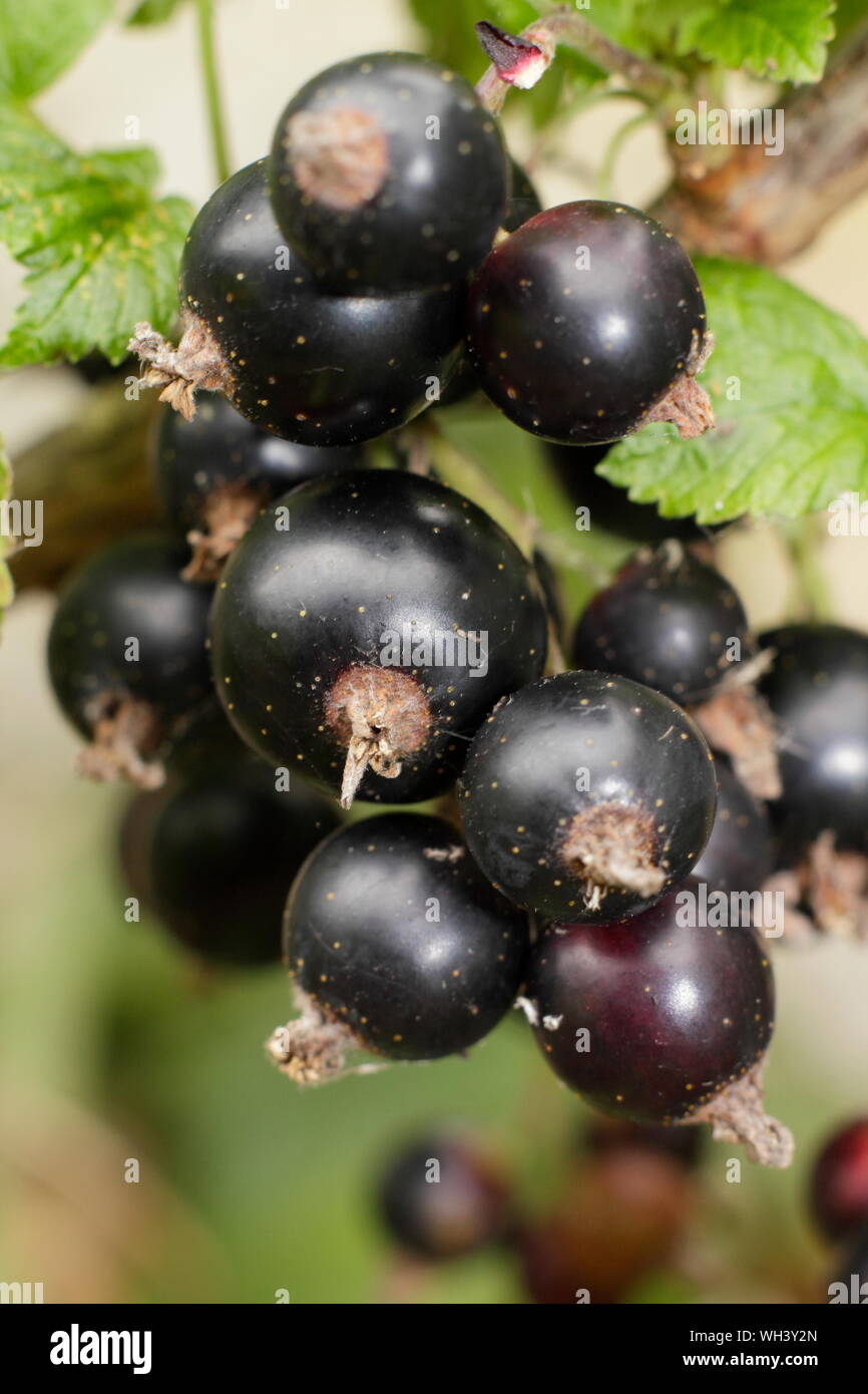 Ribes nigrum. Ripe Blackcurrant 'Big Ben' fruits in July. UK. AGM Stock ...
