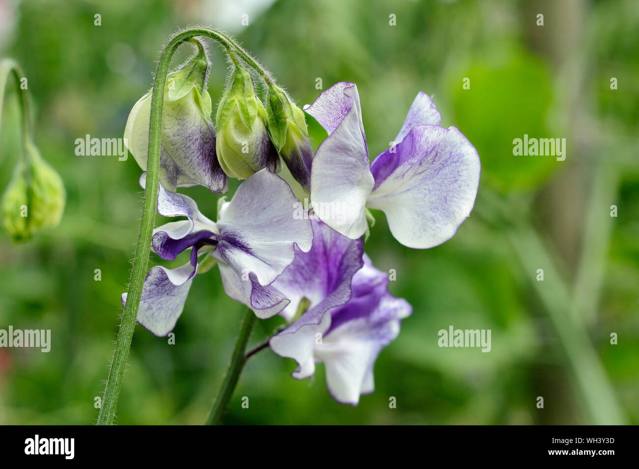Kates hi-res stock photography and images - Alamy