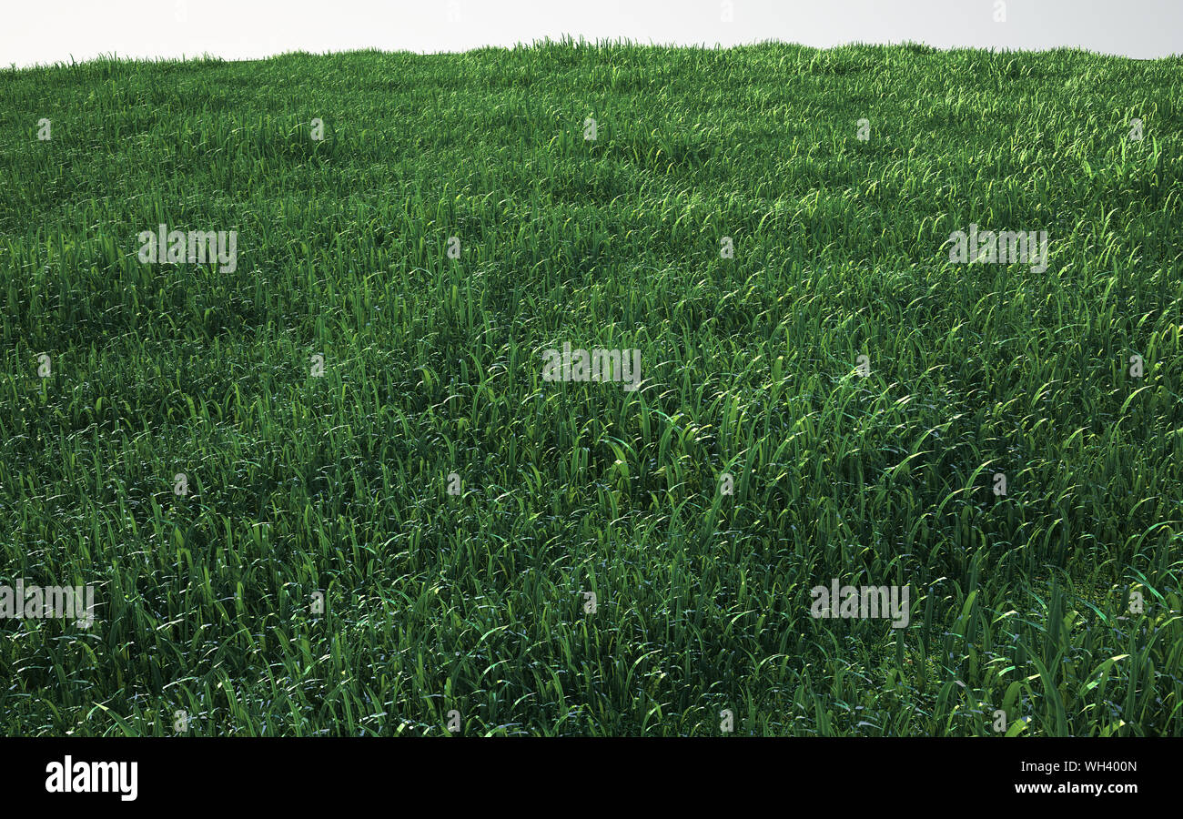 Field of soft grass, perspective view Stock Photo - Alamy