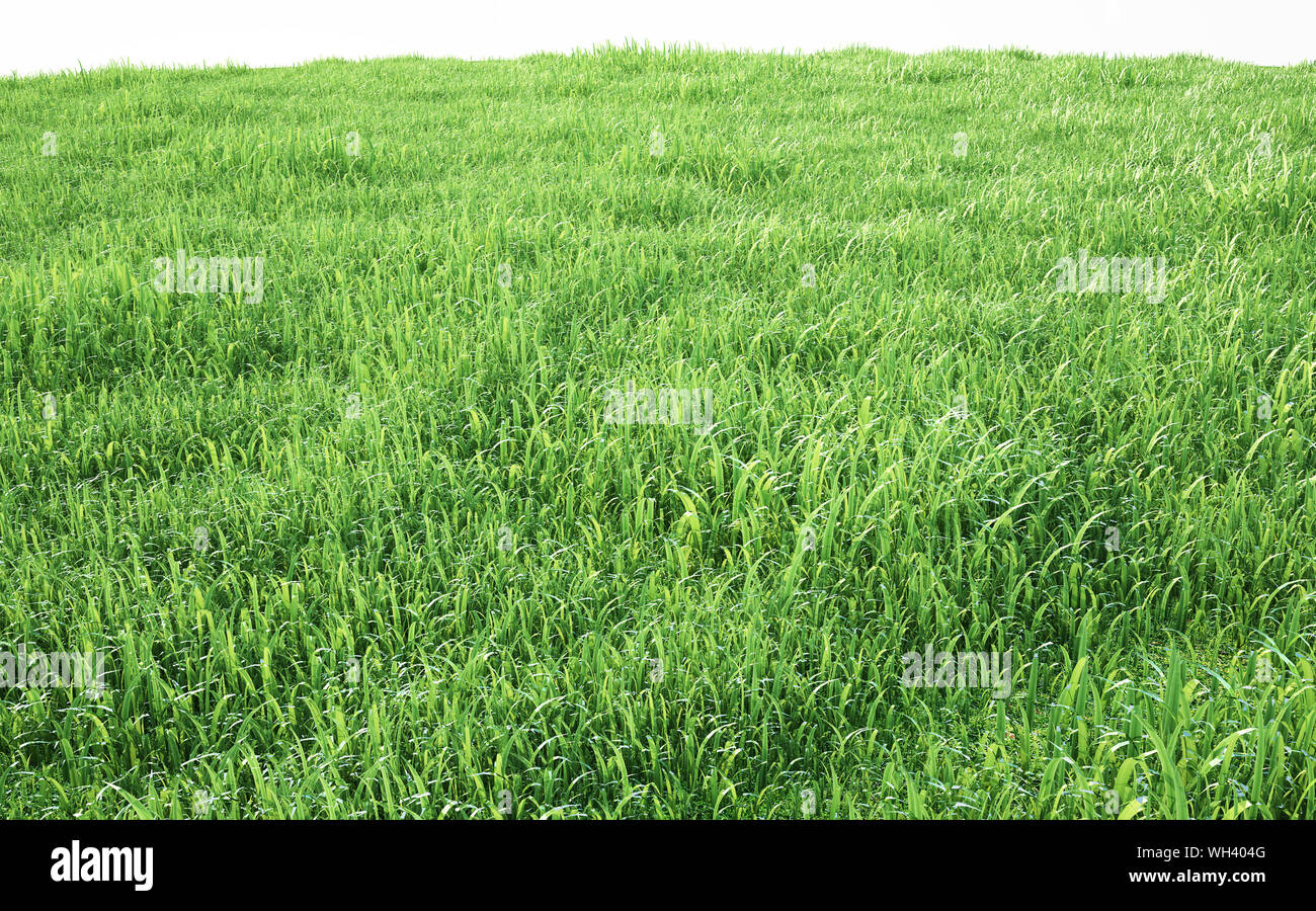 Field of soft grass, perspective view Stock Photo - Alamy