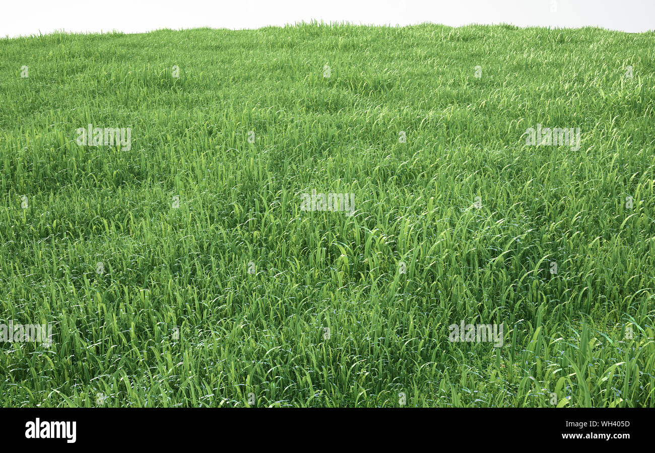 Field of soft grass, perspective view Stock Photo - Alamy