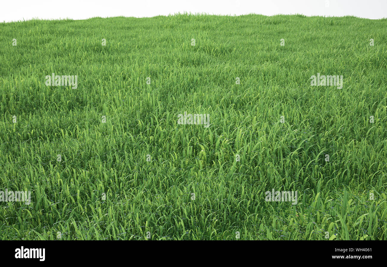 Field of soft grass, perspective view Stock Photo - Alamy