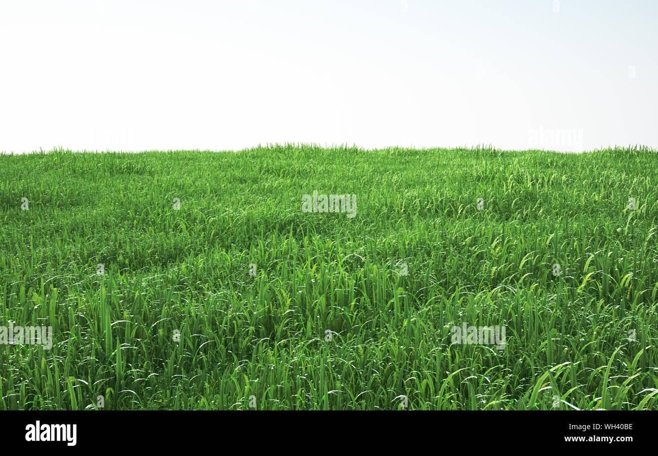 Grass Field Ground View
