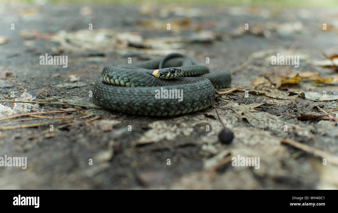 Snake Road High Resolution Stock Photography and Images - Alamy
