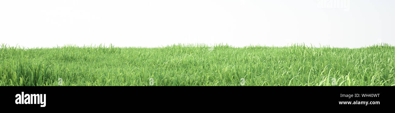 Field of soft grass, perspective view Stock Photo - Alamy