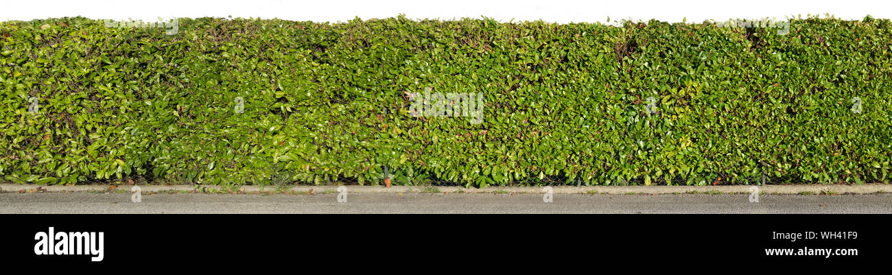 Green hedge isolated on white background Stock Photo - Alamy
