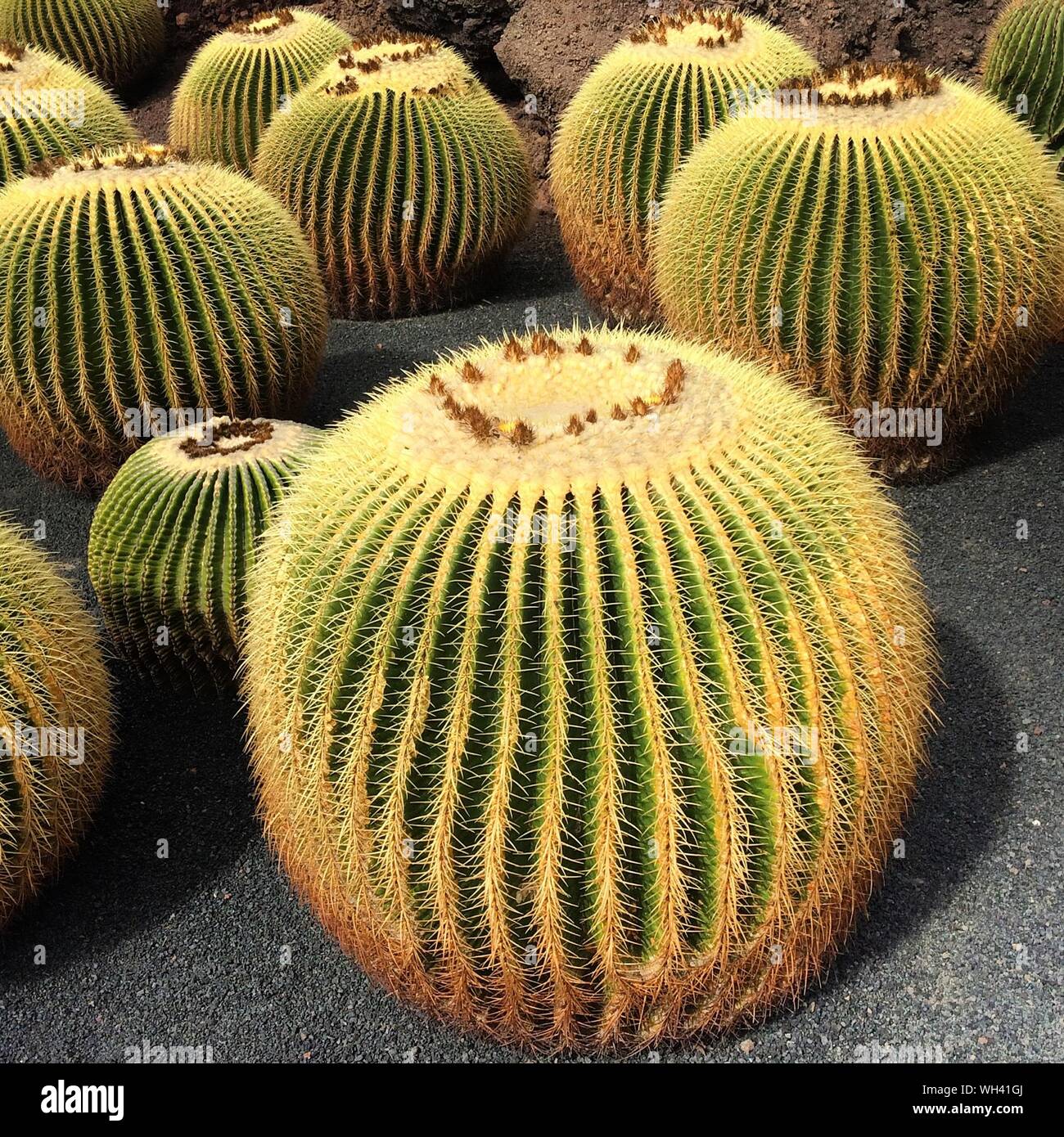 Barrel cactuses hi-res stock photography and images - Alamy
