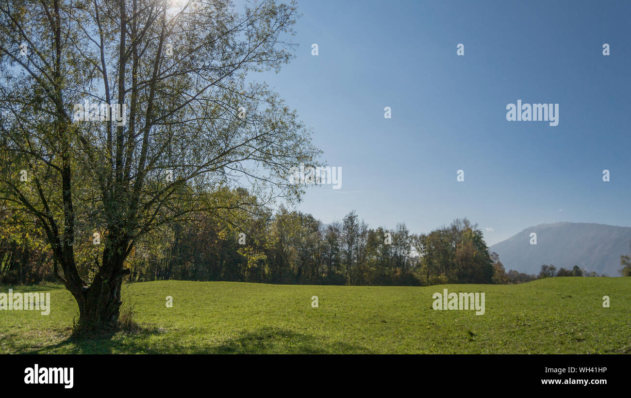 Meadow with tree and green grass with blue sky in the background Stock ...