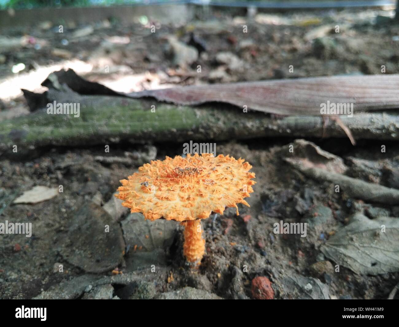 Psilocybin fungus hi-res stock photography and images - Alamy