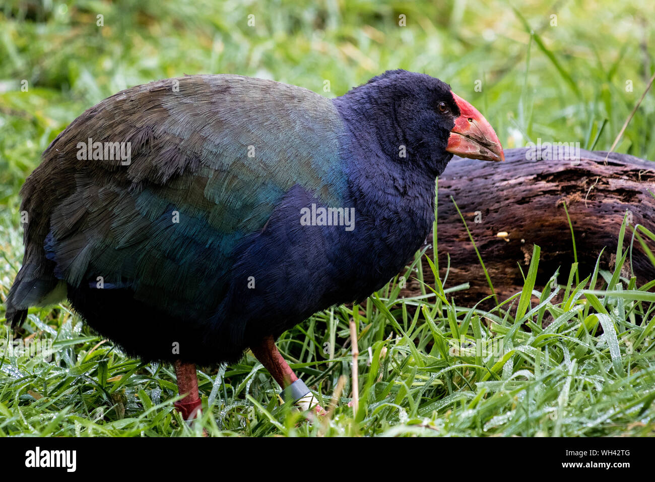 New Zealand Takahe in a green field, close up Stock Photo - Alamy