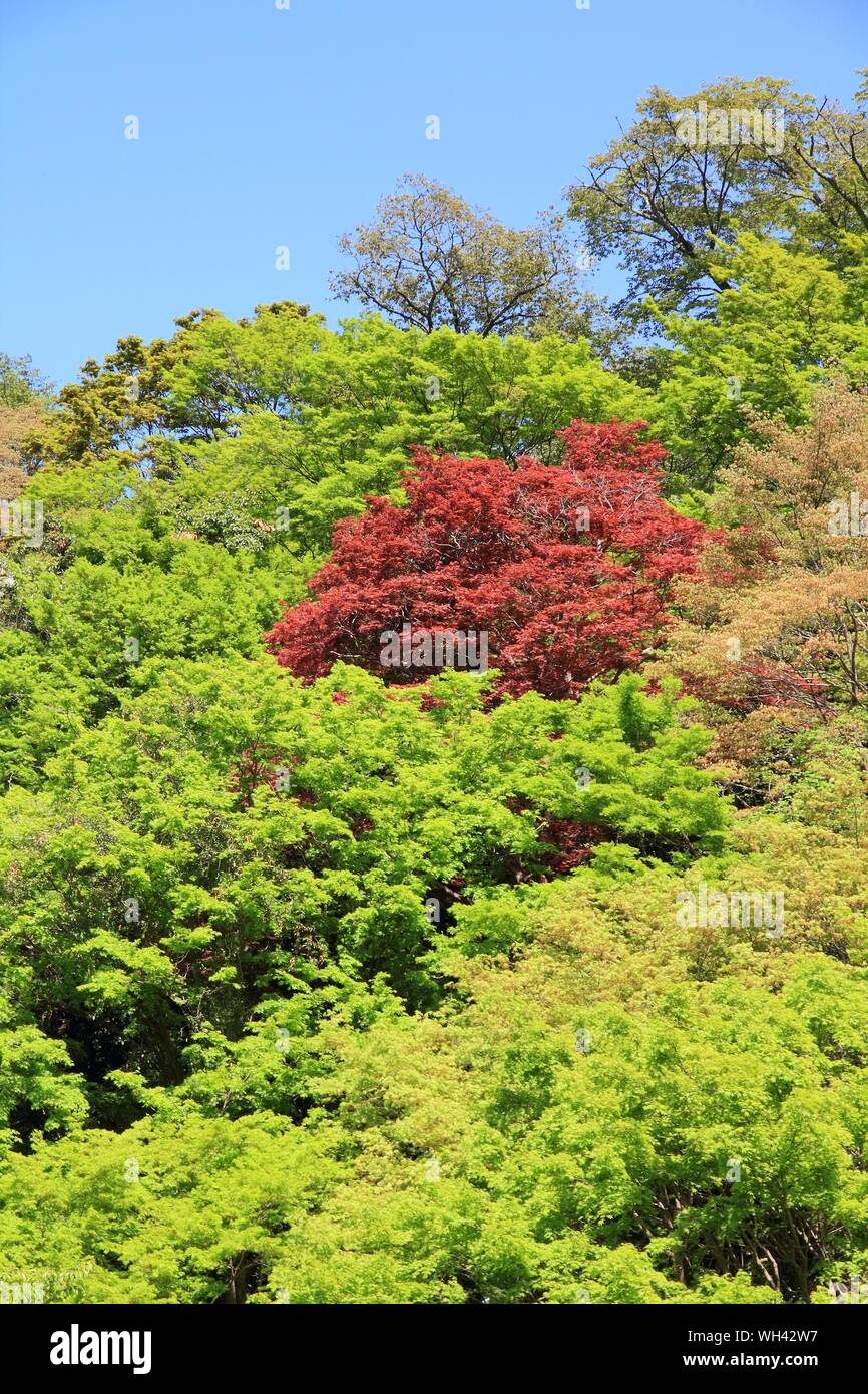 Japan - nature of Mount Yoshino (Yoshino-yama), a UNESCO World Heritage ...