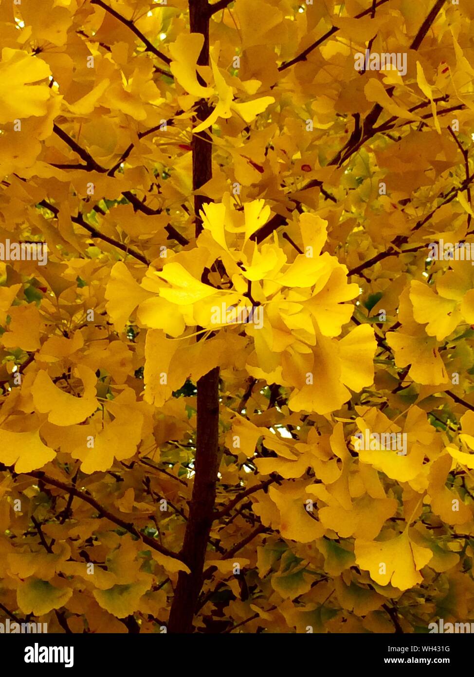 Gingko tree hi-res stock photography and images - Alamy