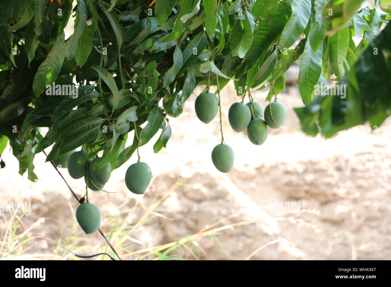 Mangoes hanging on tree hi-res stock photography and images - Alamy