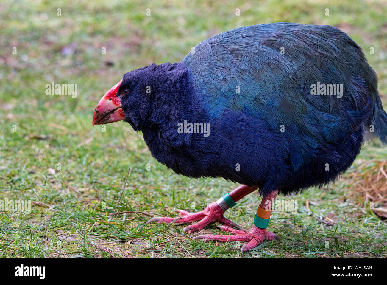 Takahe flightless bird in new hi-res stock photography and images - Alamy