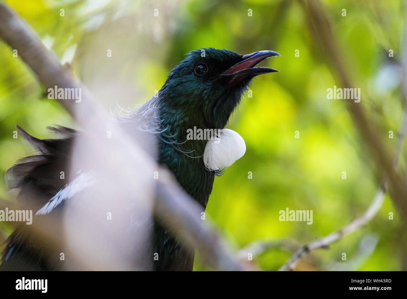 Tui bird singing hi-res stock photography and images - Alamy