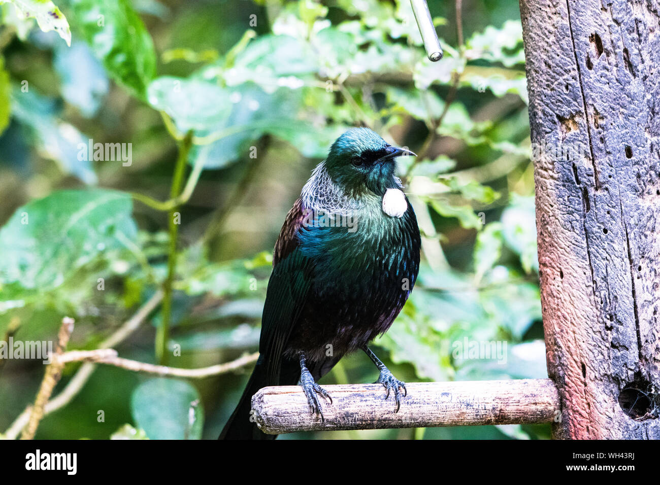 Tui bird singing hi-res stock photography and images - Alamy