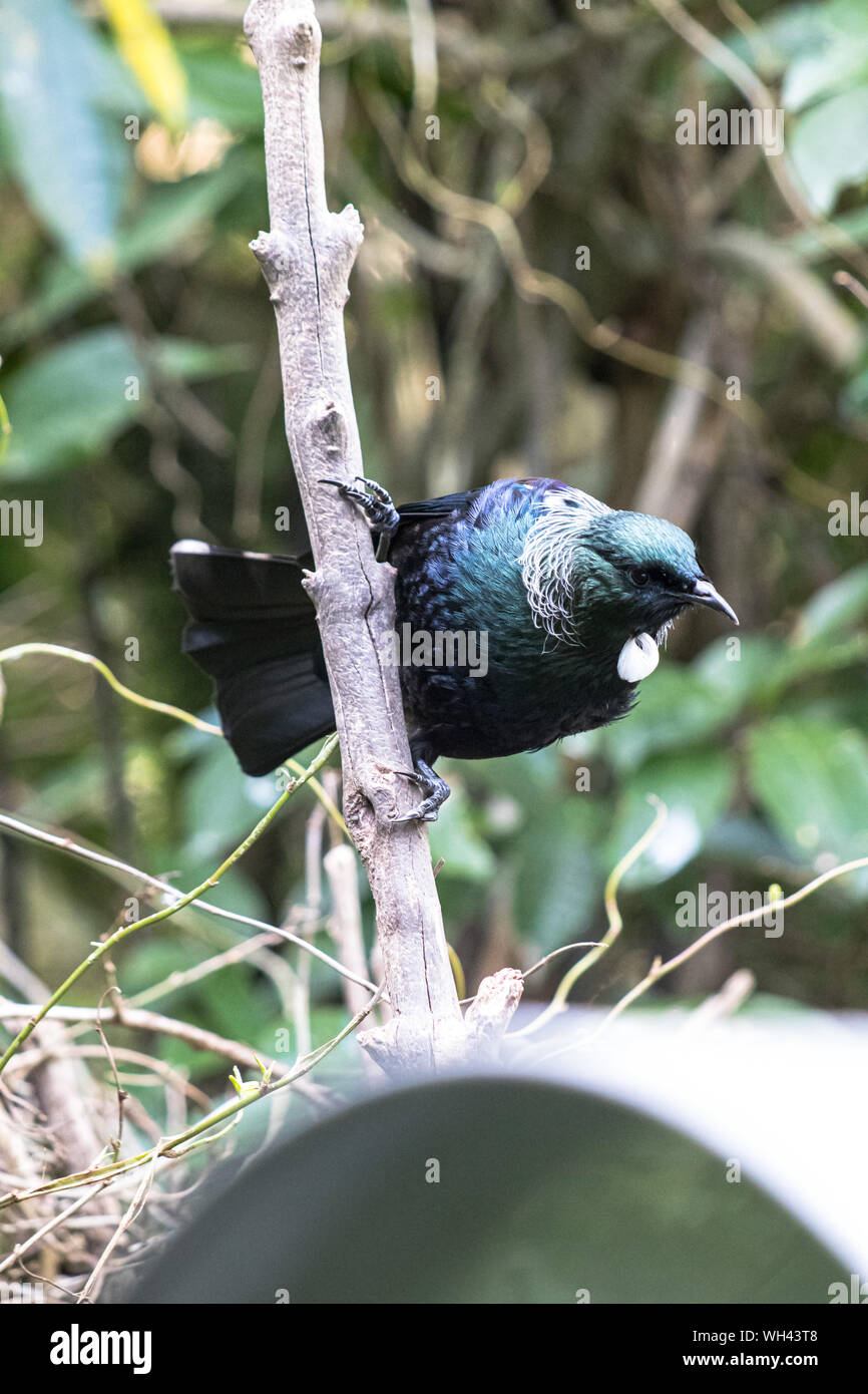 New Zealand Tui singing in a tree, gripping a vertical branch Stock ...