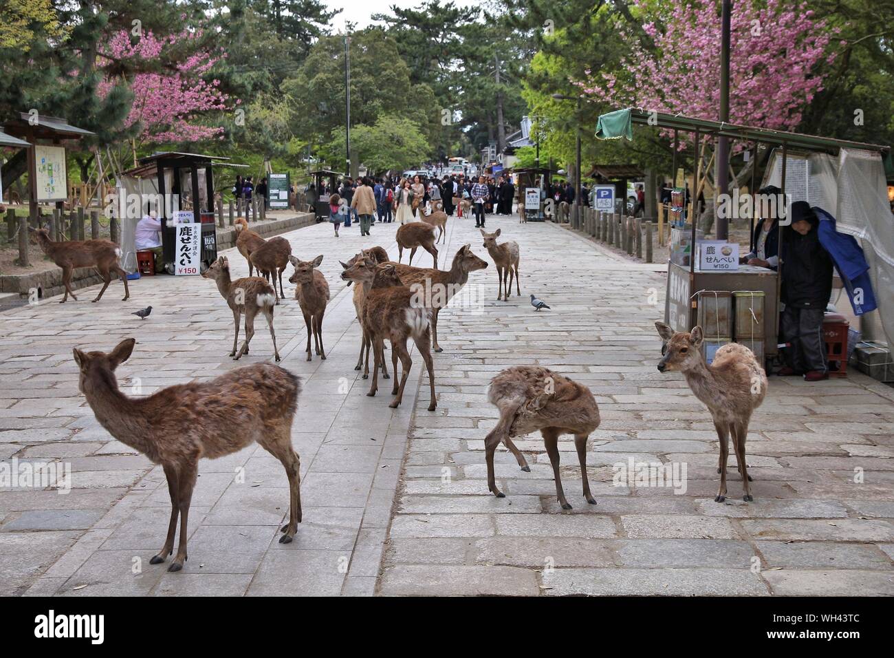 NARA, JAPAN - APRIL 26, 2012: Visitors feed wild deer in Nara, Japan ...